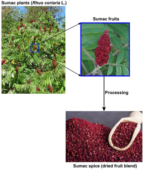 Rhus coriaria L. (Sumac), a Versatile and Resourceful Food Spice with ...