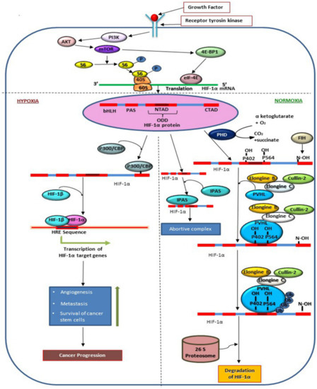 Targeting HIF-1α by Natural and Synthetic Compounds: A Promising ...