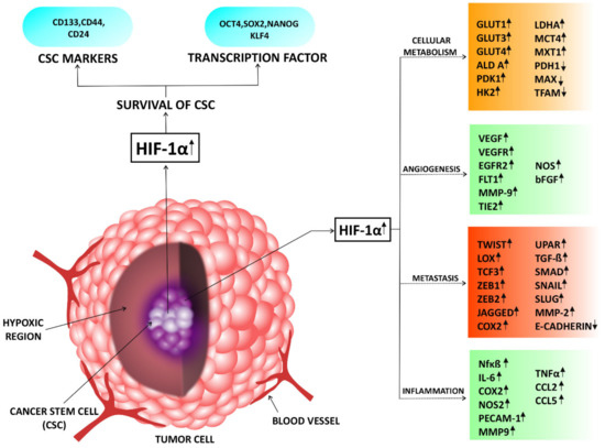 Targeting HIF-1α by Natural and Synthetic Compounds: A Promising ...