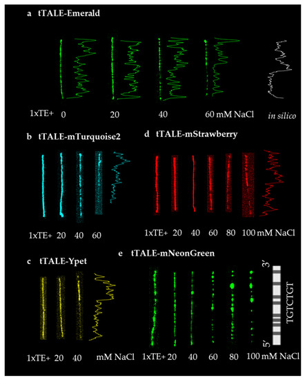 21 Fluorescent Protein-Based DNA Staining Dyes