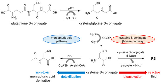 Glutathione-Mediated Conjugation of Anticancer Drugs: An Overview of ...