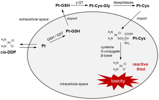 Glutathione-Mediated Conjugation of Anticancer Drugs: An Overview of ...