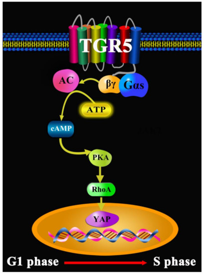 The Bile Acid Membrane Receptor TGR5 in Cancer: Friend or Foe?