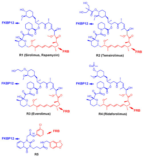 Overview of Research into mTOR Inhibitors