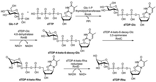 Rhamnose-Containing Compounds: Biosynthesis and Applications