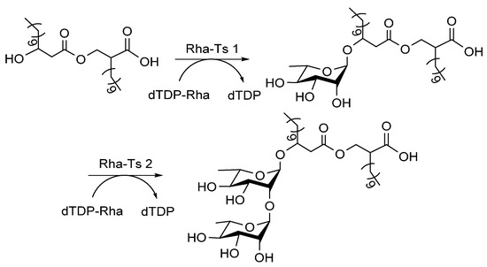 Rhamnose-Containing Compounds: Biosynthesis and Applications