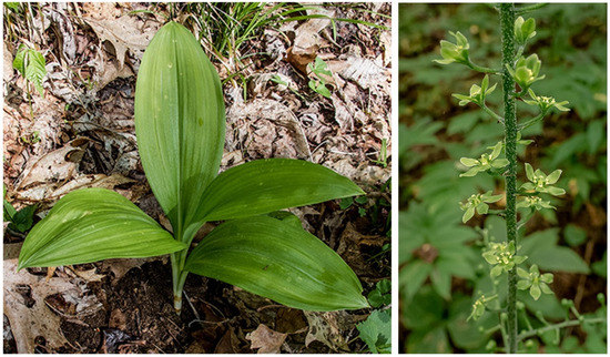 Veratrum parviflorum: An Underexplored Source for Bioactive Steroidal ...