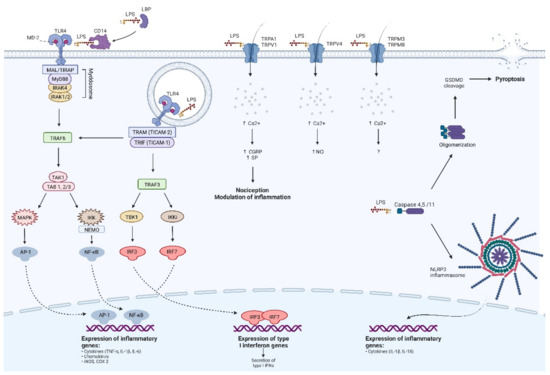 Lipopolysaccharide-Induced Model of Neuroinflammation: Mechanisms of ...