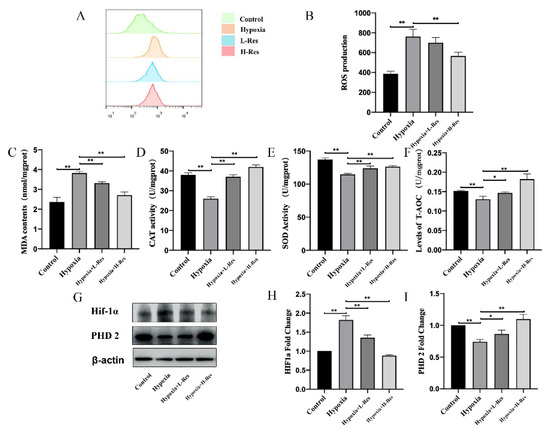 Resveratrol Ameliorates High Altitude Hypoxia-Induced Osteoporosis by ...