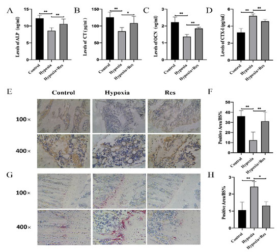 Resveratrol Ameliorates High Altitude Hypoxia-Induced Osteoporosis by ...