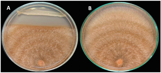 Seed Endophytic Achromobacter sp. F23KW as a Promising Growth Promoter ...