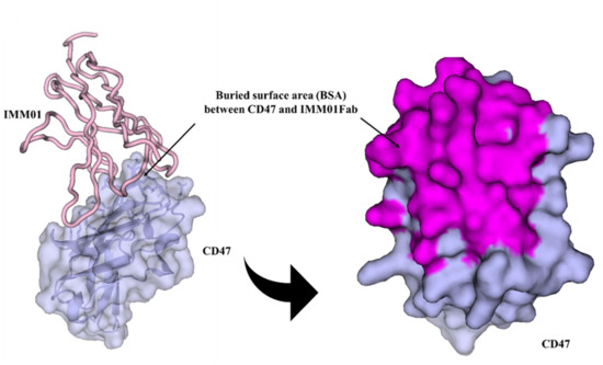 Crystal Structure of Human CD47 in Complex with Engineered SIRPα.D1(N80A)