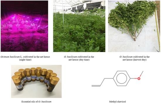 Molecules | Special Issue : Essential Oil Research and Product Development