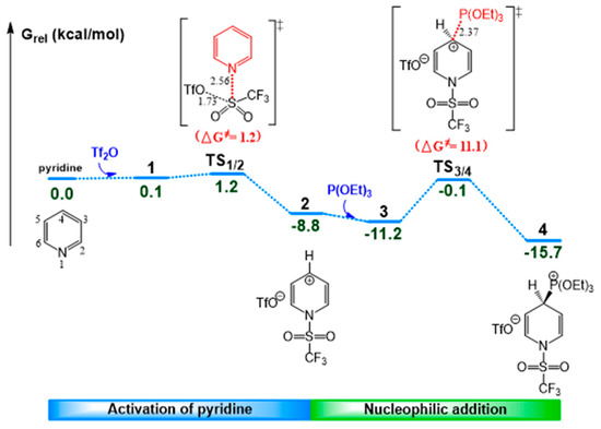Metal-Free Phosphination and Continued Functionalization of Pyridine: A Theoretical Study