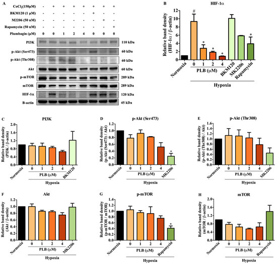 Plumbagin Suppresses Breast Cancer Progression by Downregulating HIF-1α ...