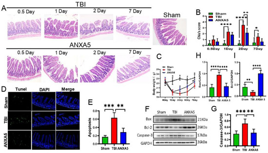 Recombinant Human Annexin A5 Alleviated Traumatic-Brain-Injury Induced ...