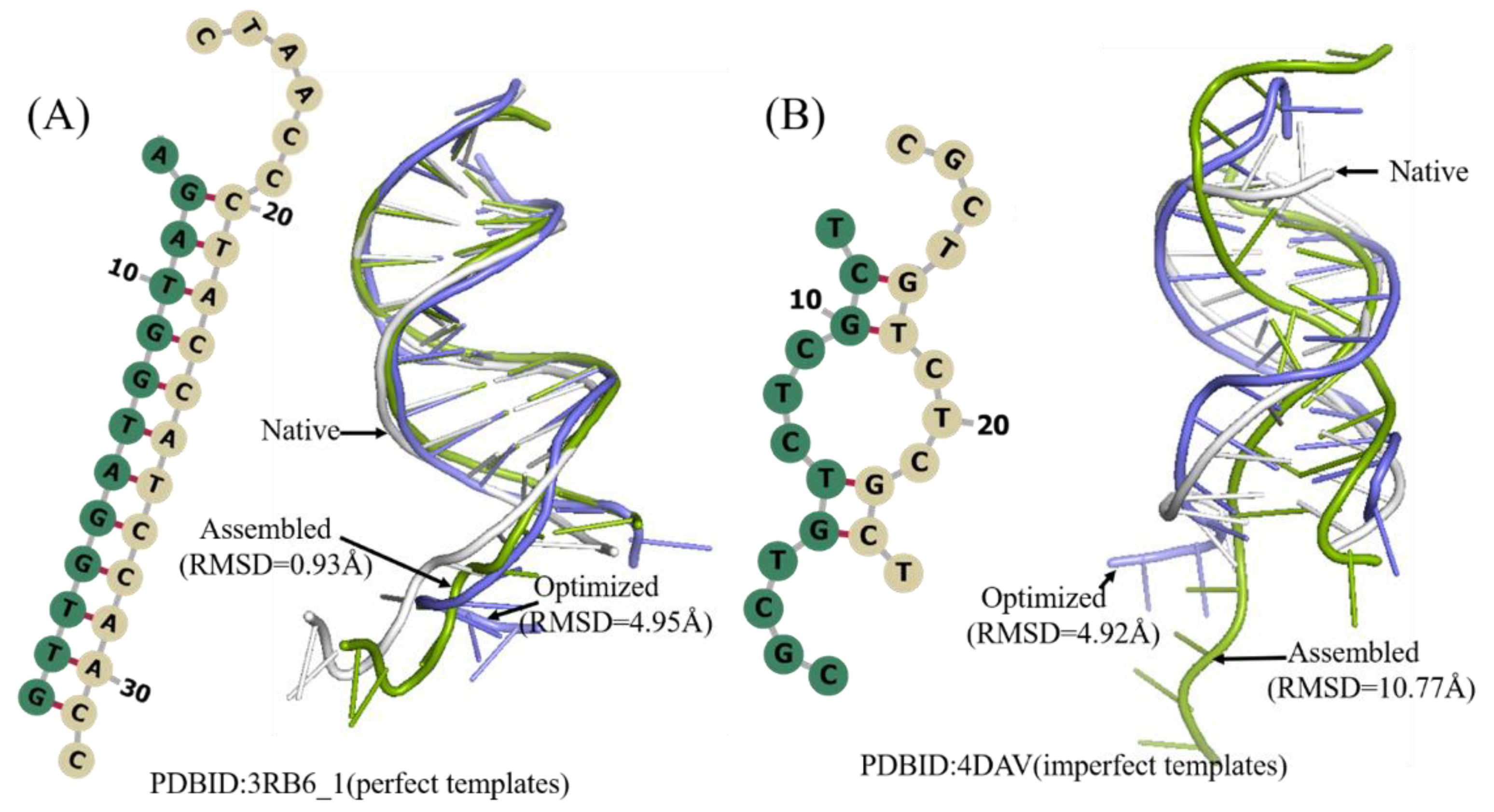 Dna And Rna Structure