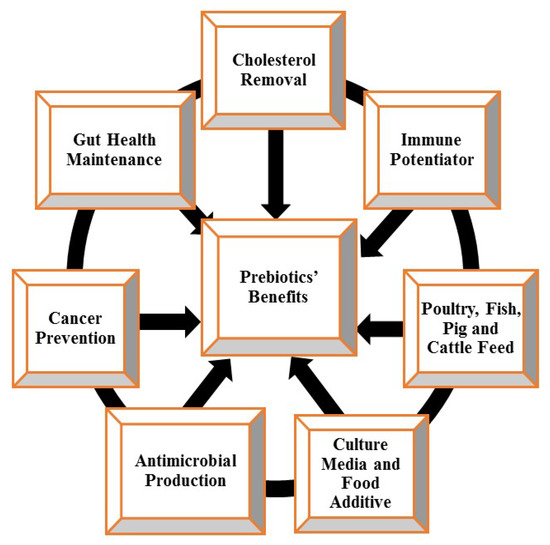 Molecules | Free Full-Text | An Updated Review on Prebiotics: Insights ...