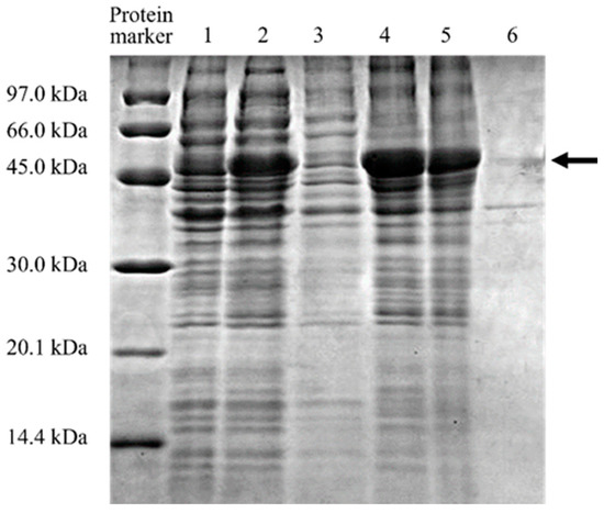Heterologous Expression and Catalytic Properties of Codon-Optimized ...