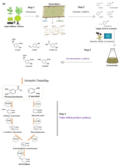 Molecules | Free Full-Text | Recent Advancements and Challenges in Lignin Valorization: Green ...