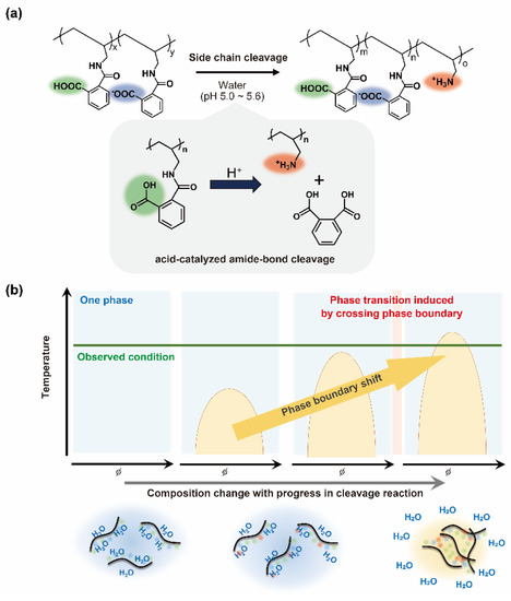 Programed Thermoresponsive Polymers with Cleavage-Induced Phase Transition