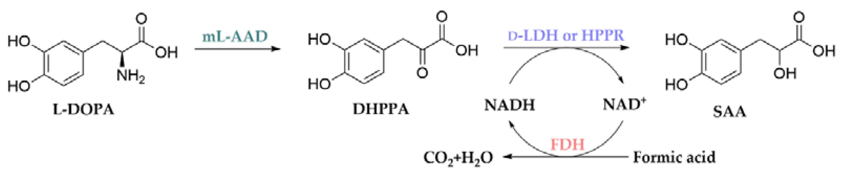 Production of Salvianic Acid A from l-DOPA via Biocatalytic Cascade Reactions
