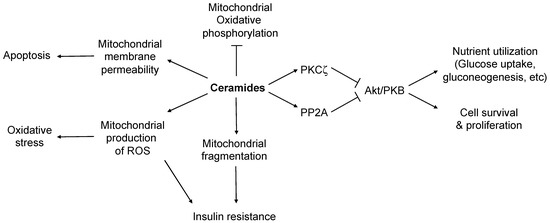 Targeting Ceramides and Adiponectin Receptors in the Islet of ...