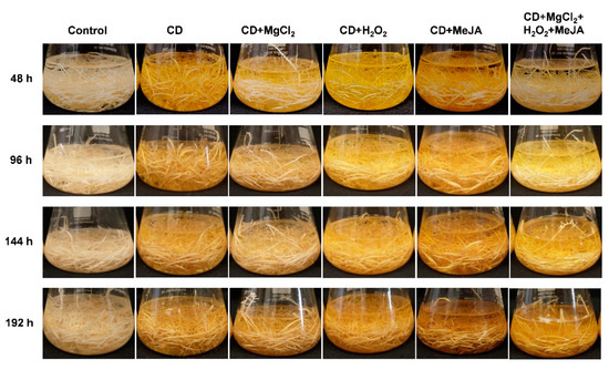 Induction of the Prenylated Stilbenoids Arachidin-1 and Arachidin-3 and Their Semi-Preparative ...