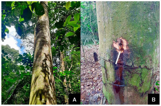 Biological Activity of Copaiba in Damage to the Alveolar Bone in a ...