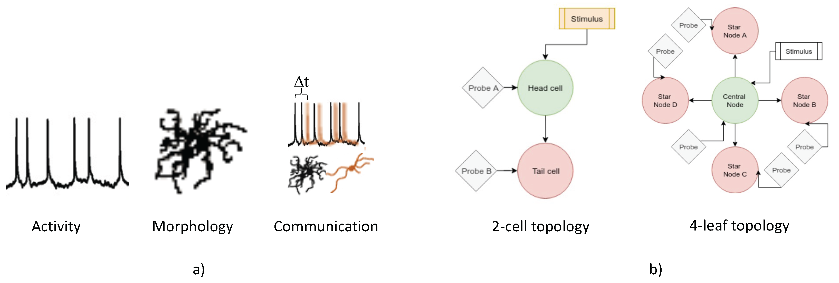 Objective Supervised Machine Learning Based Classification And Inference Of Biological Neuronal
