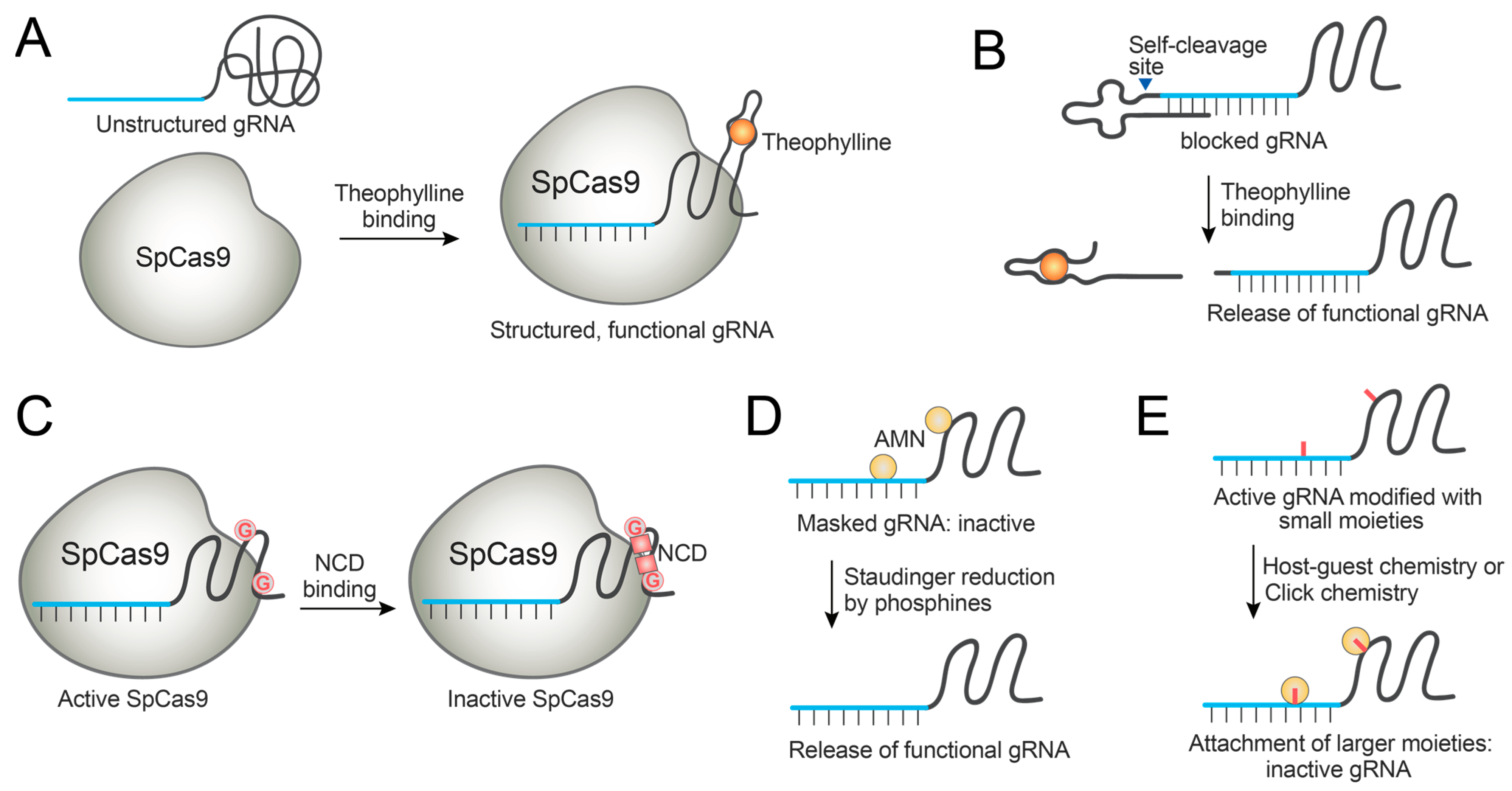 Small Molecules for Enhancing the Precision and Safety of Genome Editing
