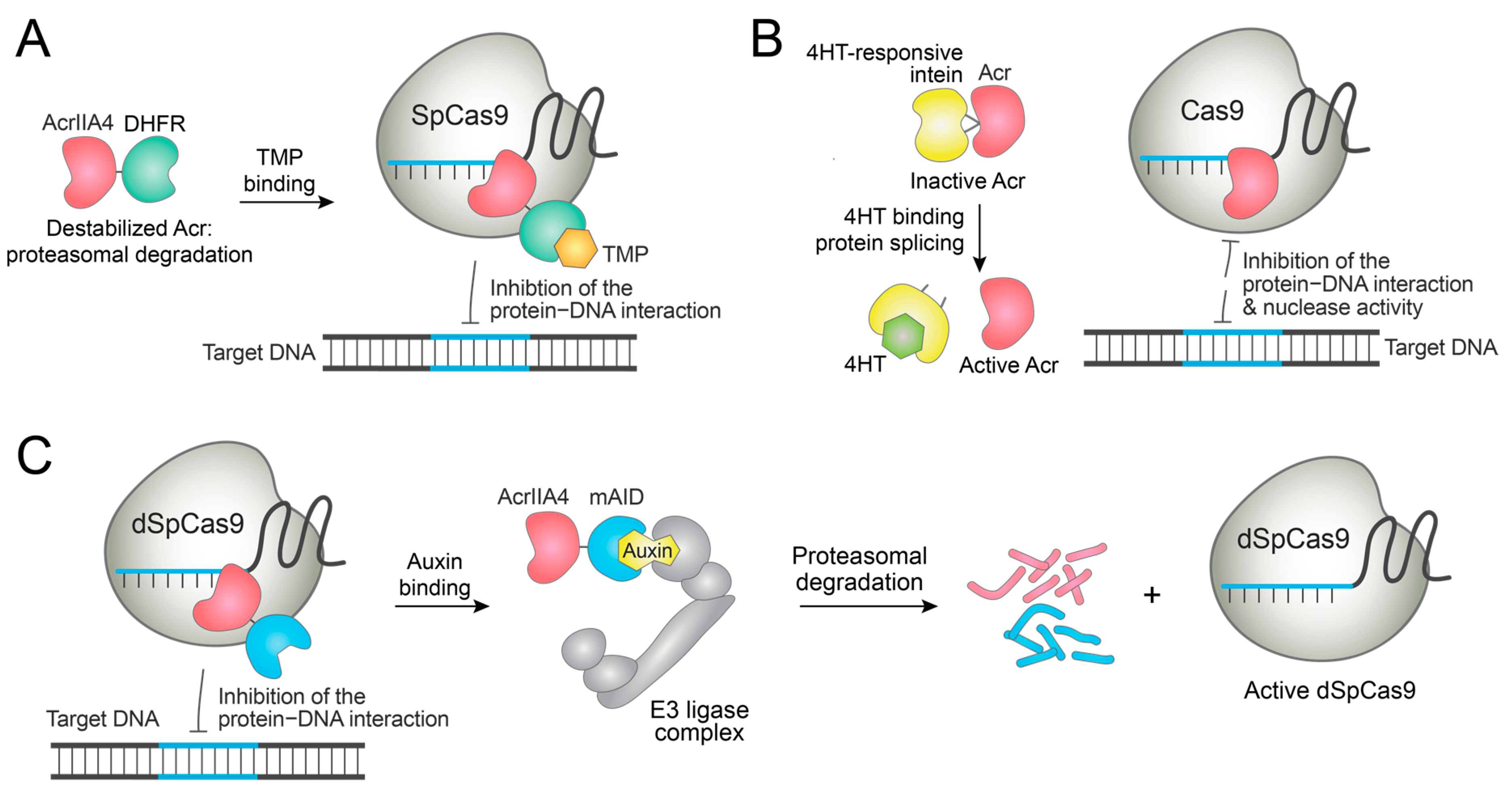 Small Molecules for Enhancing the Precision and Safety of Genome Editing