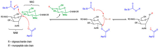 Lysozyme and Its Application as Antibacterial Agent in Food Industry