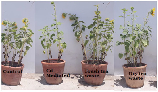 The Remediation in Enzyme’s Activities in Plants: Tea Waste as a ...