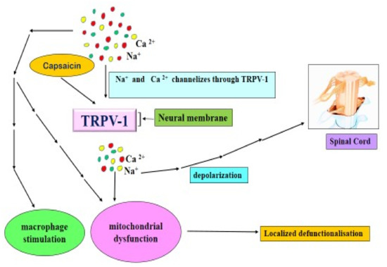 Molecules | Free Full-Text | Biomedical and Antioxidant Potentialities ...