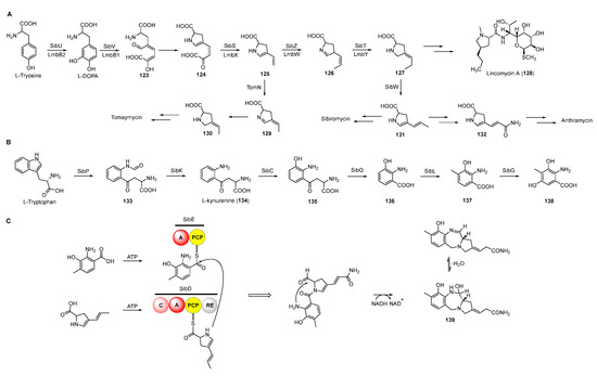 Biosynthesis of DNA-Alkylating Antitumor Natural Products