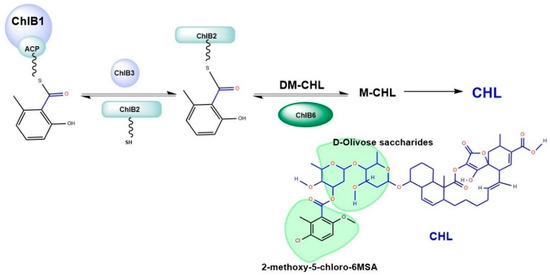 Molecules | Free Full-Text | Structural Insight of KSIII (β-Ketoacyl ...