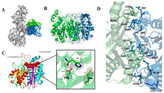 Molecules | Free Full-Text | Structural Insight of KSIII (β-Ketoacyl ...