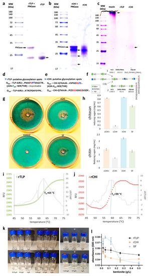 Recombinant Thaumatin-Like Protein (rTLP) and Chitinase (rCHI) from ...