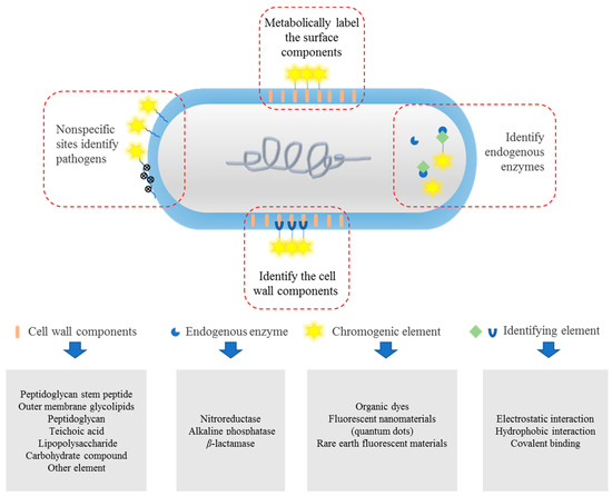 Recent Progress in Identifying Bacteria with Fluorescent Probes