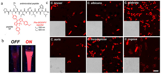 Recent Progress in Identifying Bacteria with Fluorescent Probes