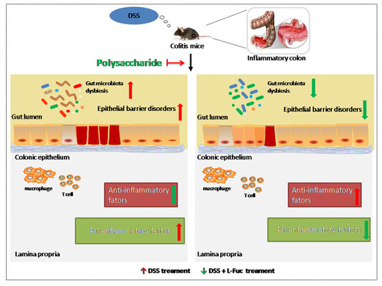 A Potential Role of Plant/Macrofungi/Algae-Derived Non-Starch ...