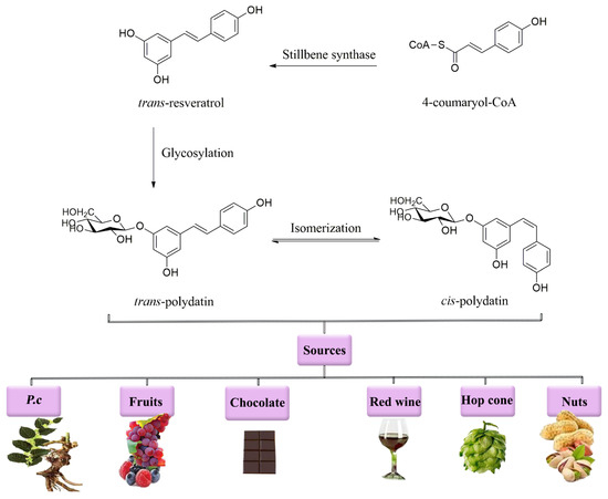 Polydatin: Pharmacological Mechanisms, Therapeutic Targets, Biological ...