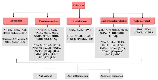 Polydatin: Pharmacological Mechanisms, Therapeutic Targets, Biological ...