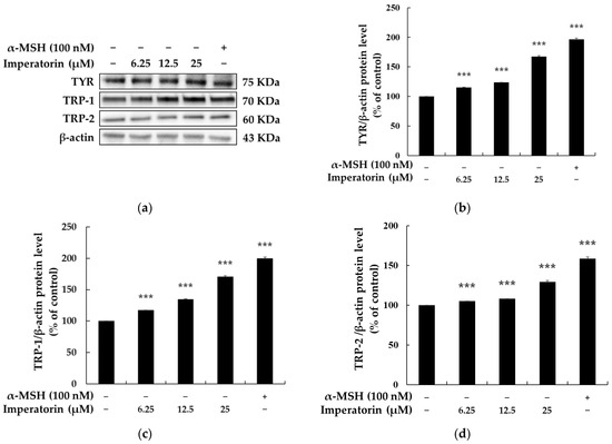 Imperatorin Positively Regulates Melanogenesis through Signaling ...