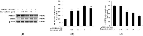 Imperatorin Positively Regulates Melanogenesis through Signaling ...