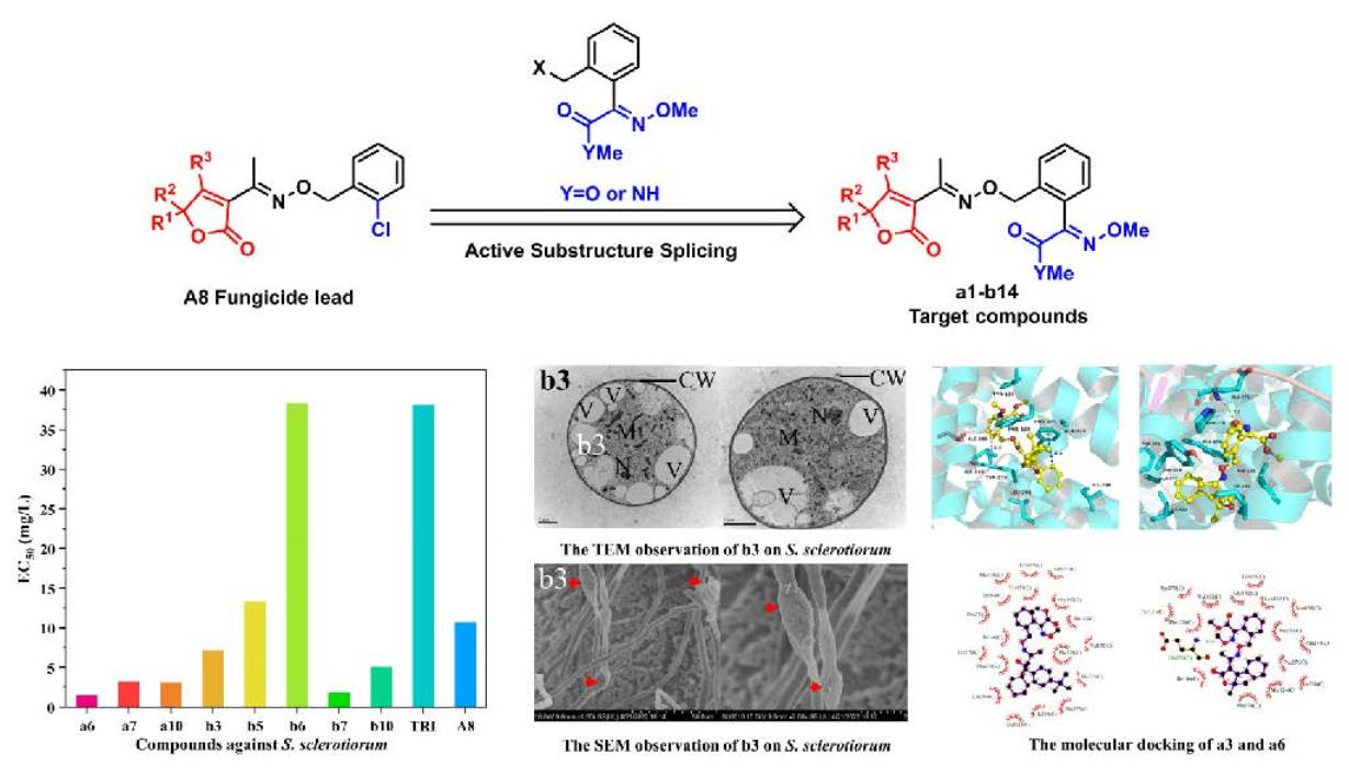 Molecules | Free Full-Text | Synthesis and Antifungal Activity of New ...