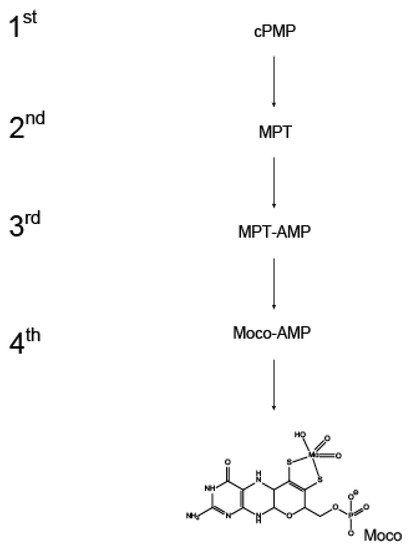Moco Carrier and Binding Proteins