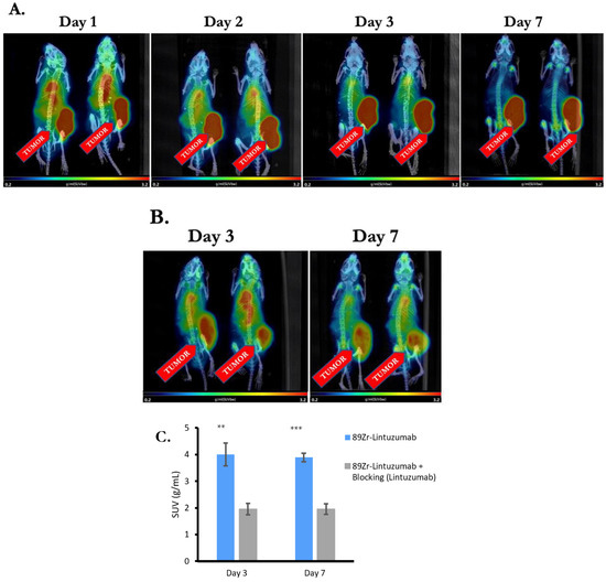 In Vitro and In Vivo Characterization of 89Zirconium-Labeled Lintuzumab ...