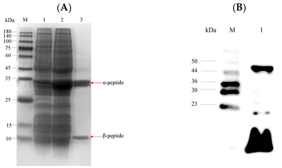 Preparation and Characterization of an Ancient Aminopeptidase Obtained from Ancestral Sequence ...
